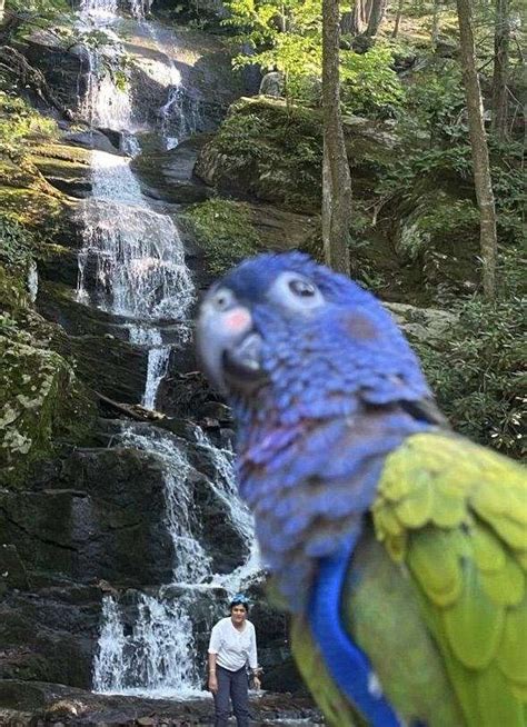 Male Blue Headed Pionus