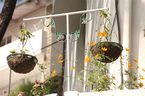 Flower Pot Petal Growth Vulnerability Day Beauty In Nature Green