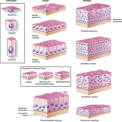 Examples Epithelial Tissues