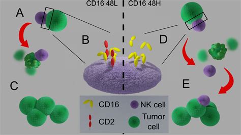 The Fcγriiia Cd16 L48 H R Polymorphism Enhances Nk Cell Mediated Antibody Dependent Cellular