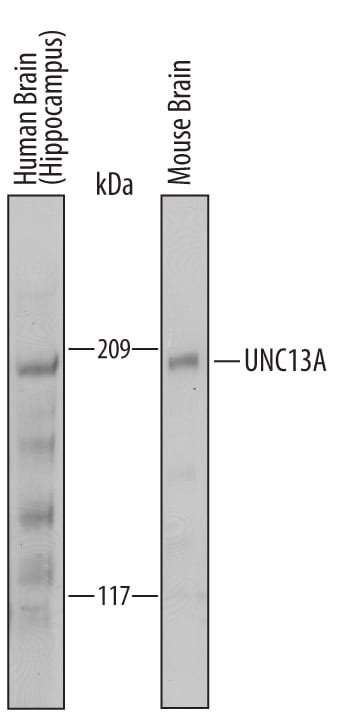 Humanmouse Unc13a Antibody Af6214 Randd Systems