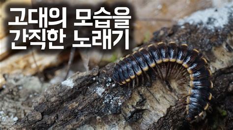 고대의 모습 그대로 플랫밀리패드 갑옷노래기 Flat Millipede Coromus Diaphorus Youtube