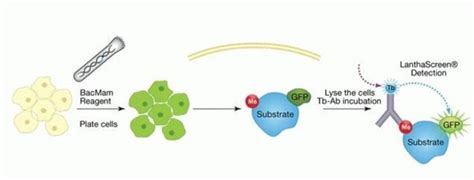 Lanthascreen™ Tb Anti Histone H3k4me2 Antibody