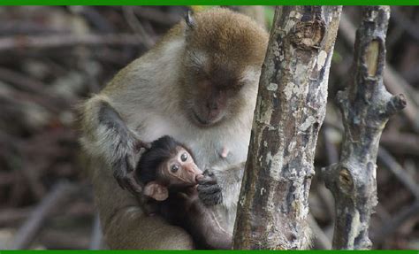 Evawgib Barcode Scanner Common Troubleshooting