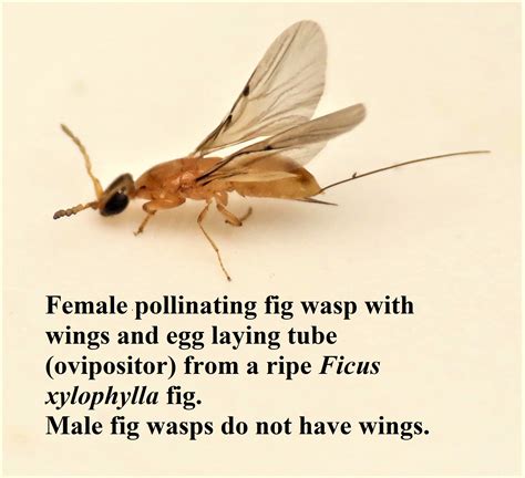 Ficus Xylophylla Pollinating And Parasitic Fig Wasps At Tawau Hills