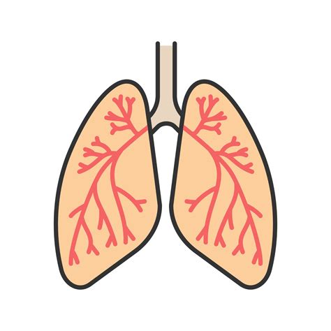 Human Lungs With Bronchi And Bronchioles Color Icon Respiratory System Anatomy Isolated Vector