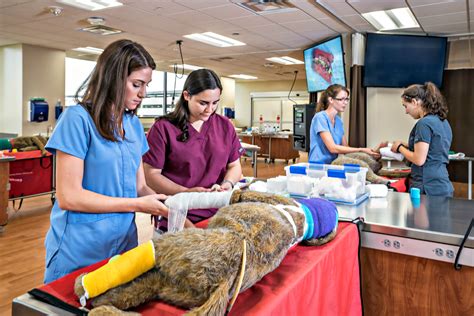 Clinical Skills Techniques Large Animal Clinical Sciences College