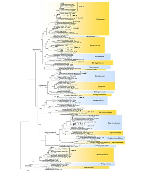 Maximum Likelihood Raxml Phylogenetic Tree Of Representative
