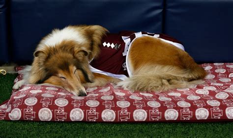 Reveille The Iconic Collie And Mascot Of Texas Aandm In Images