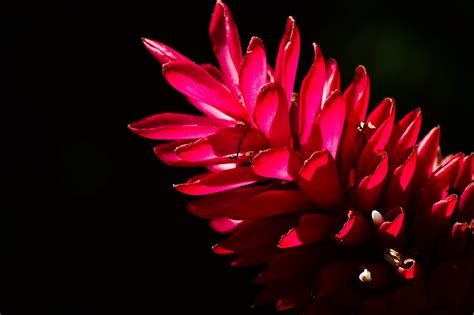 哥斯达黎加 姜 花 Pixabay上的免费照片 Pixabay