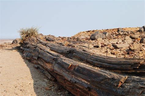 Where Trees Turned Into Stones Herald