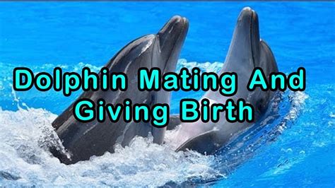Dolphin Reproduction System Unraveling Complexities Discovermagzblog