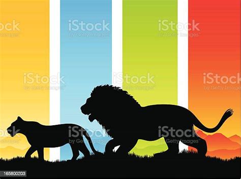 Lion 및 암사자 실루엣 걷기 야생 사자에 대한 스톡 벡터 아트 및 기타 이미지 사자 걷기 실루엣 Istock