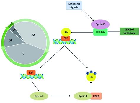 Cell Cycle Cyclin D