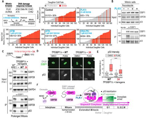 Control Of Cell Proliferation By Memories Of Mitosis Pmc