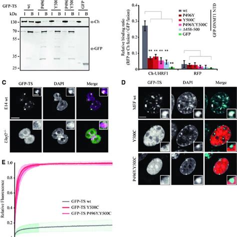 Hsanie Associated Point Mutations In The Ts Domain Reduce The