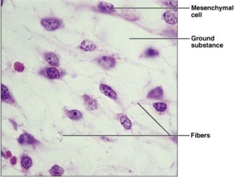A P Lab Tissues Flashcards Quizlet