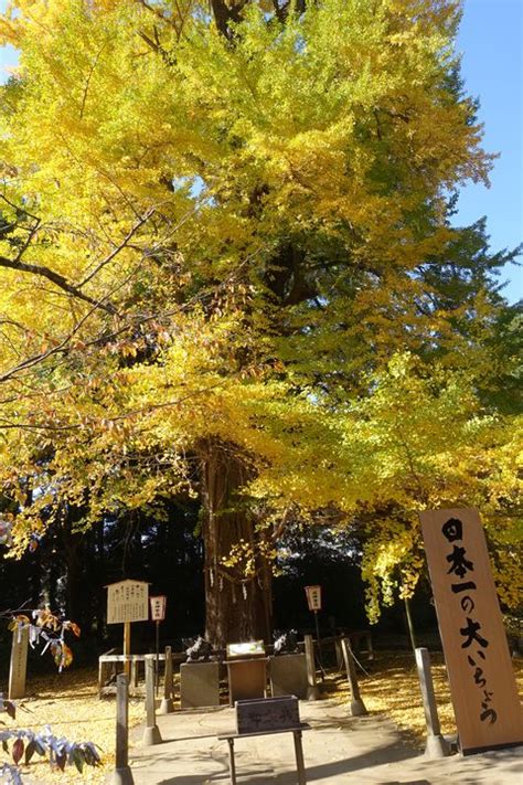 水戸八幡宮の大銀杏オハツキイチョウの紅葉 2024年の見頃と現在の色づき状況は 歩いてみたブログ