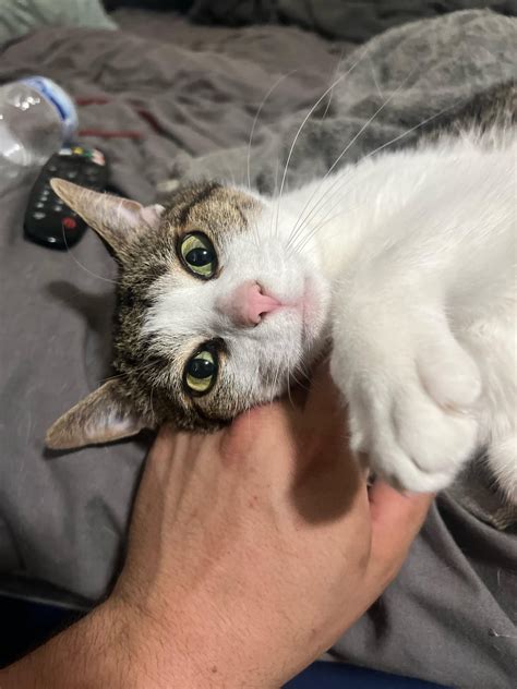 This Is My Lil Buddy Rcat