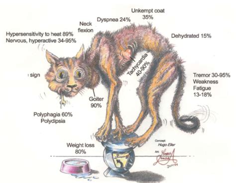 Physiology Of Hyperthyroidism Flashcards Quizlet