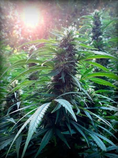 Liban Shaman Hideandseed Nl