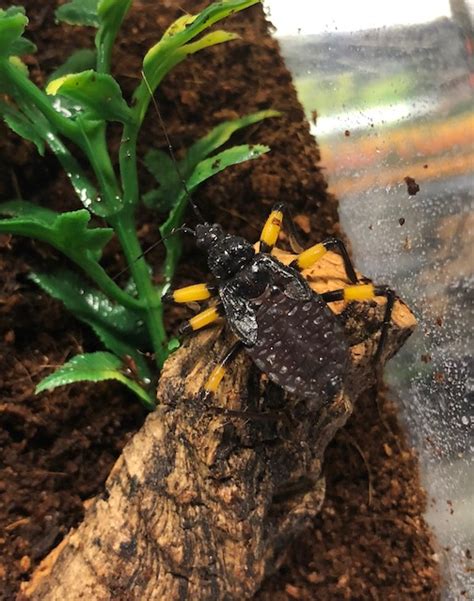 Z Out Of Stock Platymeris Biguttatus Red Spot Assassin Bugs