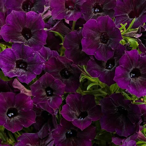 Supertunia Mini Vista® Series Proven Winners Direct™
