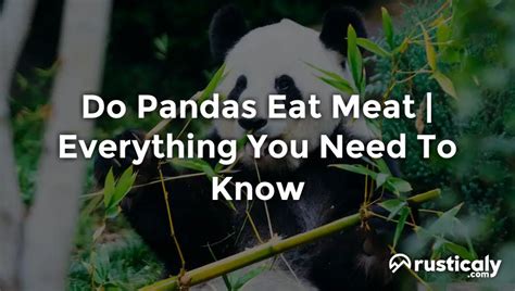 Do Pandas Eat Meat The Most Comprehensive Answer