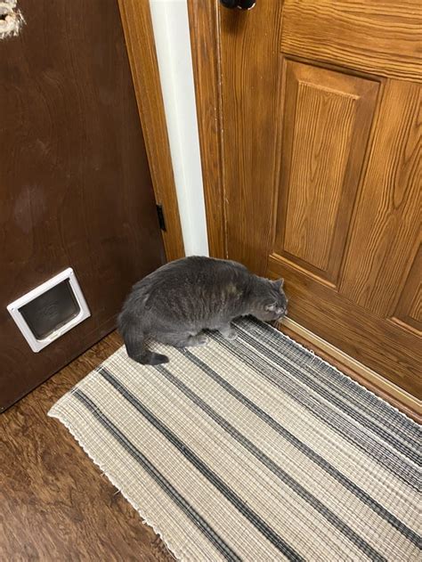 Does Anyone Know Why My Cats Tail Is Like This Rcats