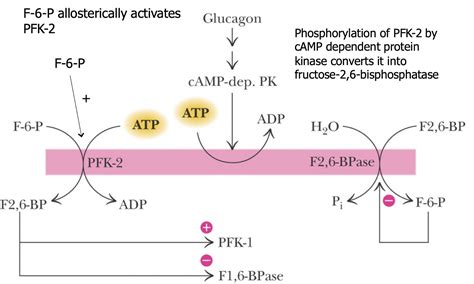 Solved Can Anyone Explain How Bifunctional Enzyme Pfk2 And