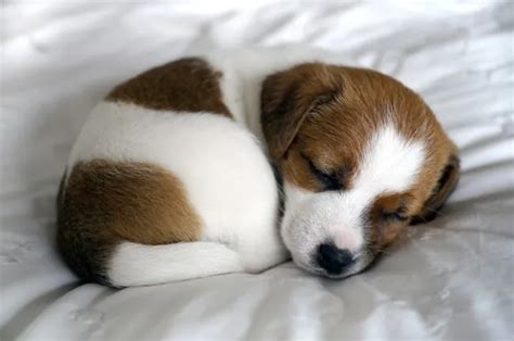 Why Are Puppies So Cute To Humans