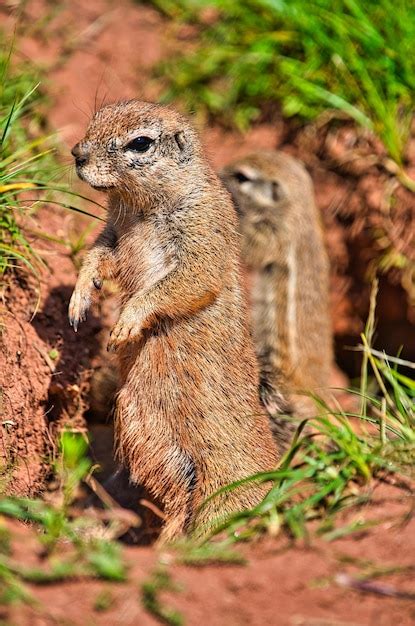 North American Chipmunk Images Free Download On Freepik