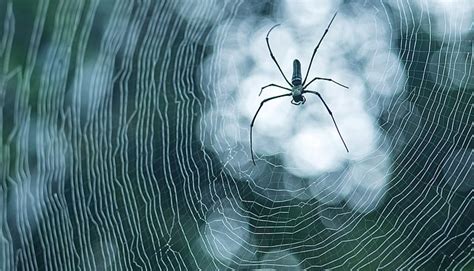 Hot Spider Silk