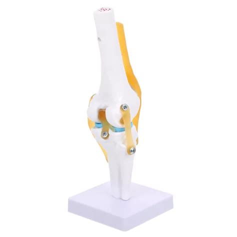 Knee Anatomical Model Skeleton Model Stand Classroom Skeleton