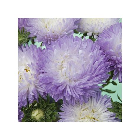 Naktssveces Naktssveces Sēklas Naktssveču Sēklas Divgadīgā Naktssvece Oenothera Speciosa