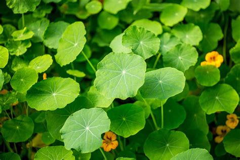What Is Gotu Kola
