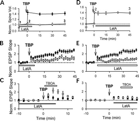 Figure 3 From Dendritic Spine Modifications In Brain Physiology Semantic Scholar