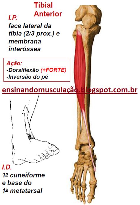 Como Desenvolver Panturrilhas Monstruosas Manual De Treino Parte 1