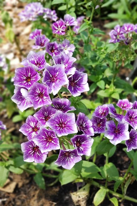6 Gorgeous Plants To Grow To Attract Butterflies
