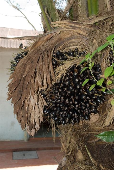 Elaeis Guineensis Jacq Plants Of The World Online Kew Science