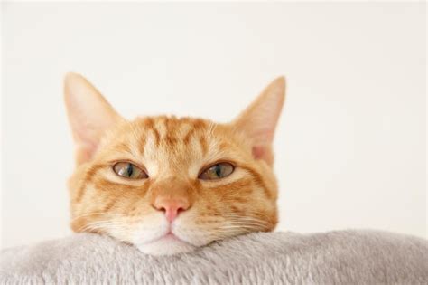 動物・ペットの飼育情報コラム一覧｜飼い方・育て方を紹介｜【マルカン｜page】ペット用品・ペット情報サイト