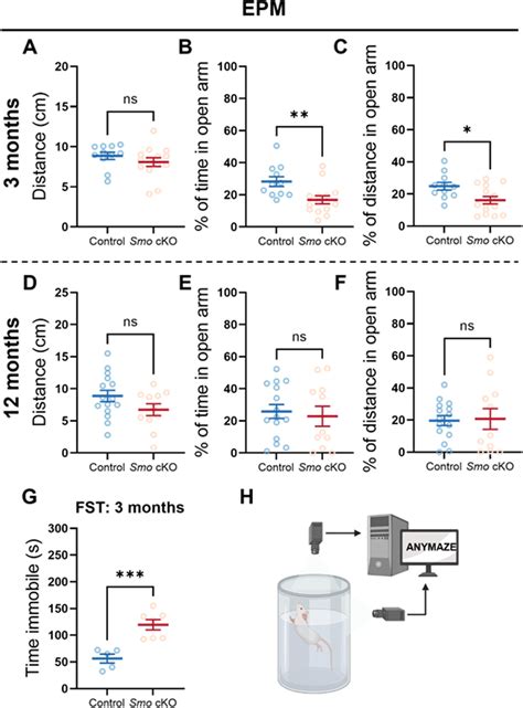 Deficits In Adult Neurogenesis In Smo Cko Mice Increase Anxiety Levels