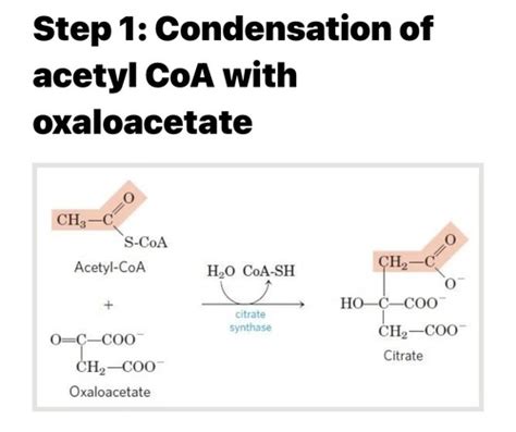 Tca Cycle Steps Flashcards Quizlet