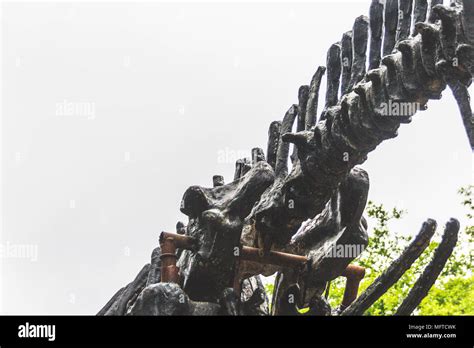 Photograph Of The Fossilized Skeleton Of A Dinosaur Displayed Outdoors