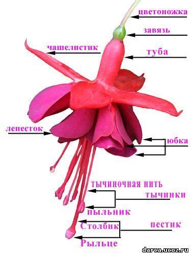 Строение клетки Растительная клетка Биология Научные уроки