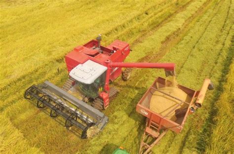 MIDA rinde informe de siembra de arroz en Panamá Decisiones Panamá