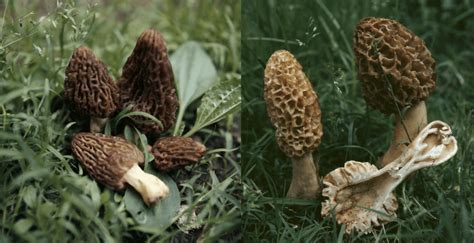 True Morel Vs False Morel
