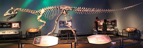 Facts About Cryolophosaurus And Its Discovery
