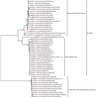 Phylogenetic Tree Constructed Using Maximum Likelihood Method Based On