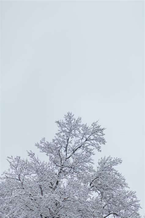Free Images Tree Branch Snow Winter Black And White Frost